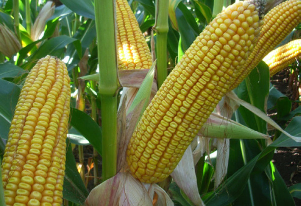 Semillas – Xesga, Xenética e servizos gandeiros